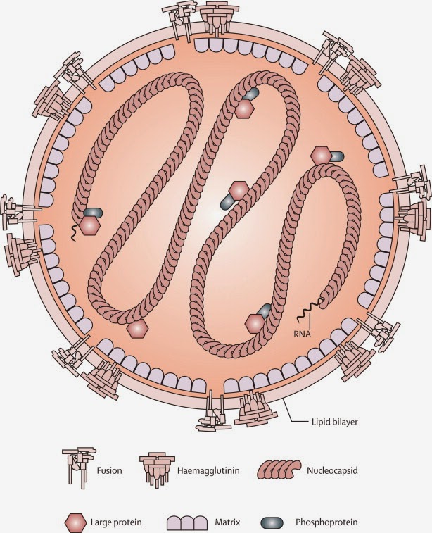 Just the Vax: The Measles Vaccines (MMR and MMRV) Protect Against Measles