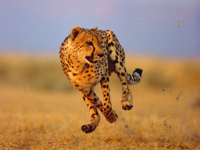 Animals Plannet: cheetahs running