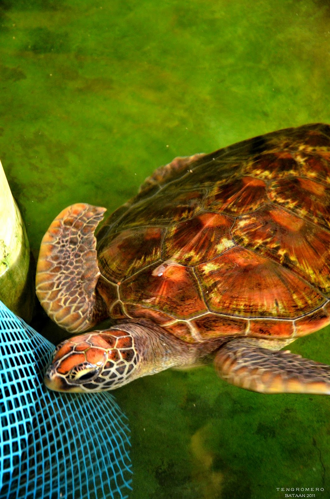 tengturista: BATAAN | Turtles + Coral View Beach Resort