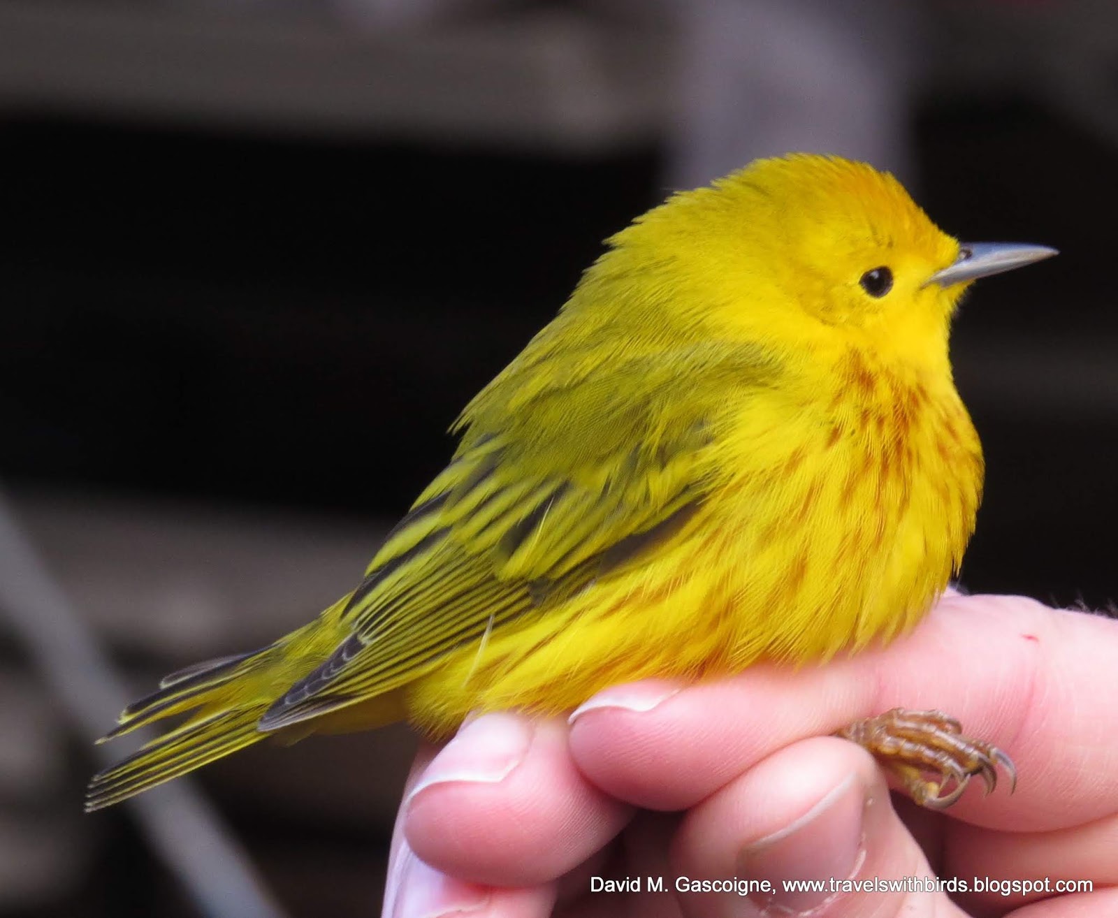 Bird Banding and Annual Visit of Waterloo Region Nature Kids and Teens ...