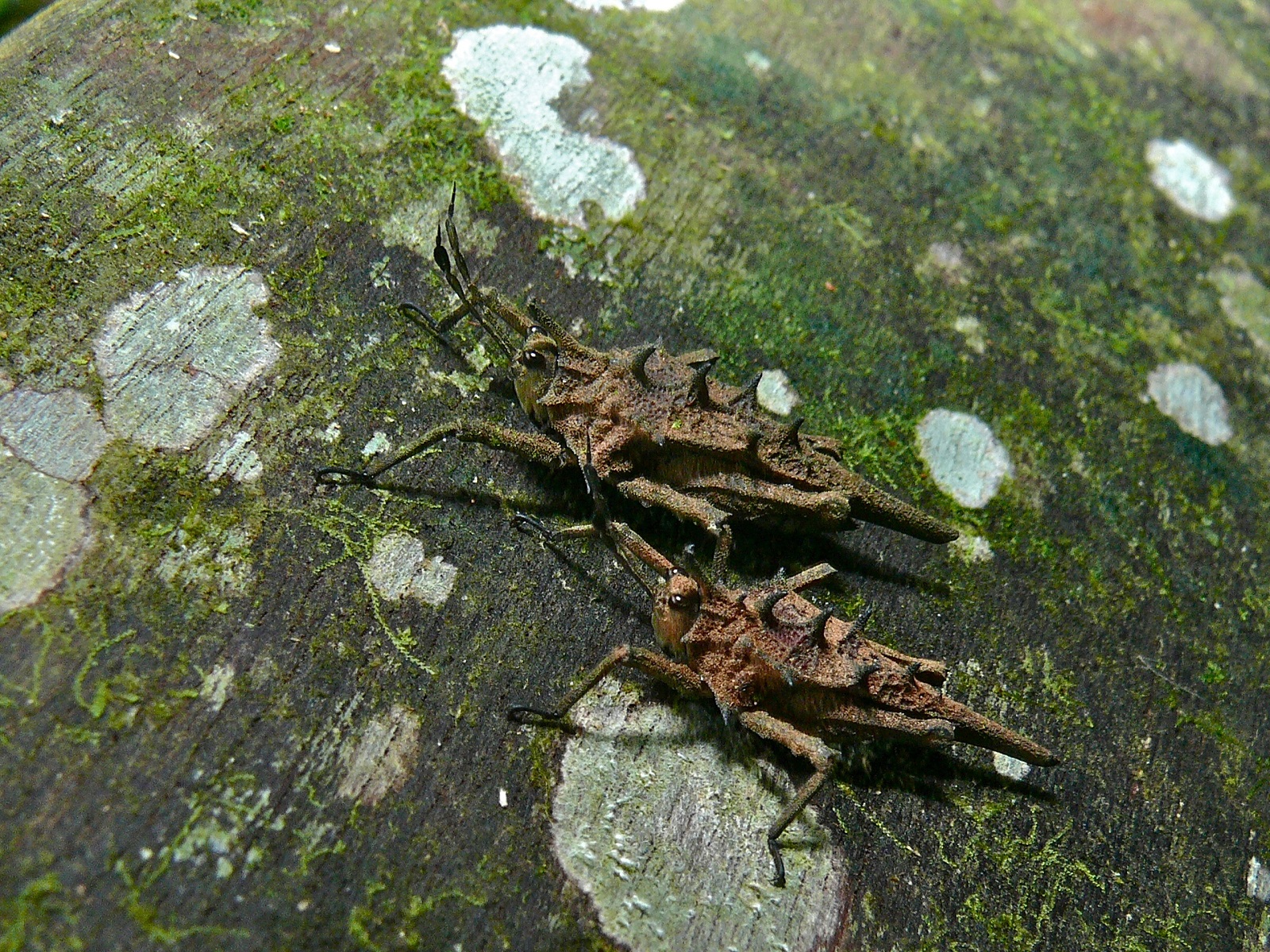 Real Monstrosities: Spiky Grouse Grasshopper