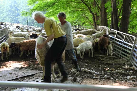 Getting Stitched on the Farm: Shearing Week