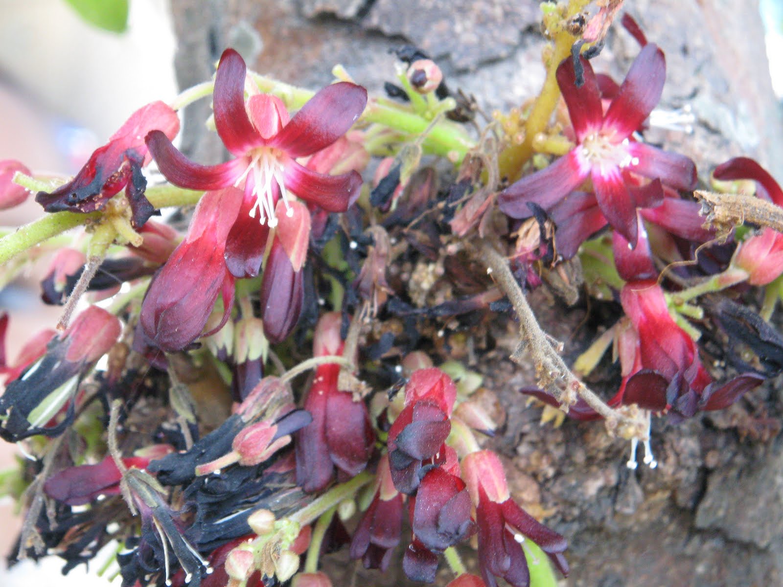 bucaio: Pias Cluster