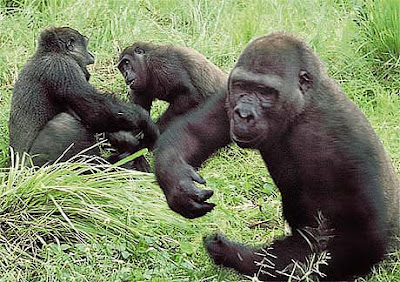 Eastern Lowland Gorilla | Wildlife | The Wildlife