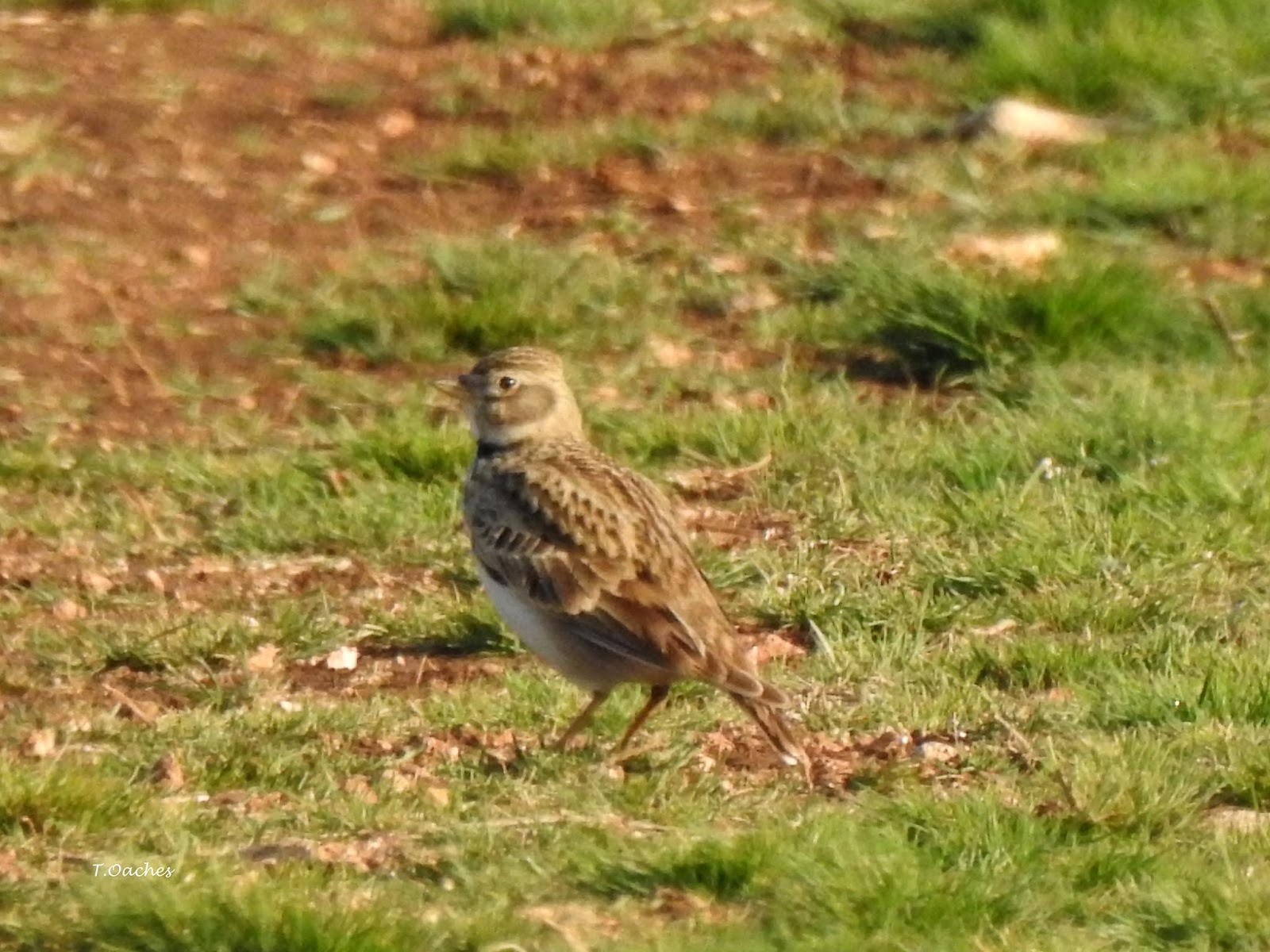 PASARI DIN ROMANIA: CIOCARLIE DE BARAGAN, Melanocorypha calandra