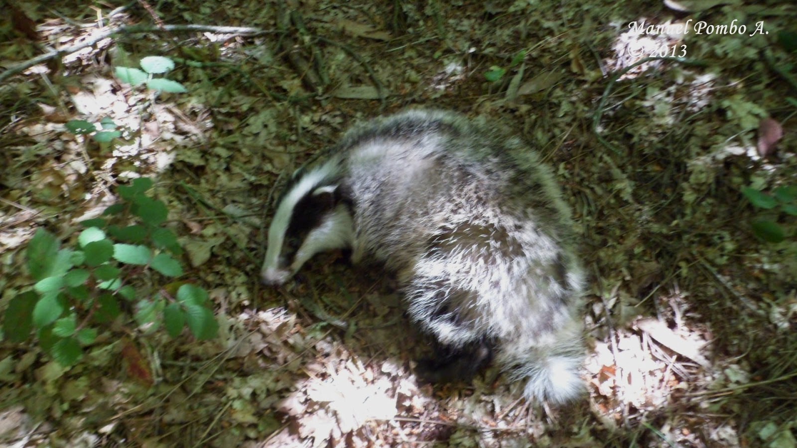 Un micólogo aficionado: Tejón común ( Meles meles )