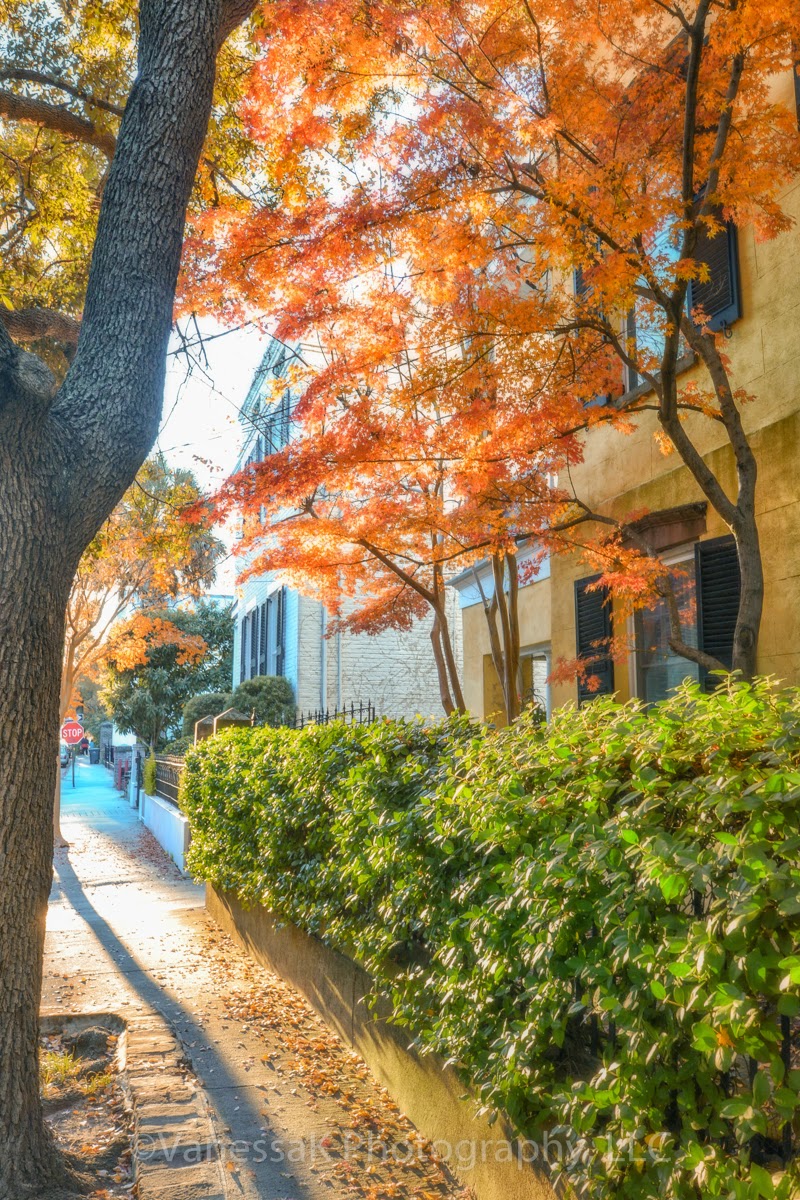 VanessaK: Fall in Charleston, SC