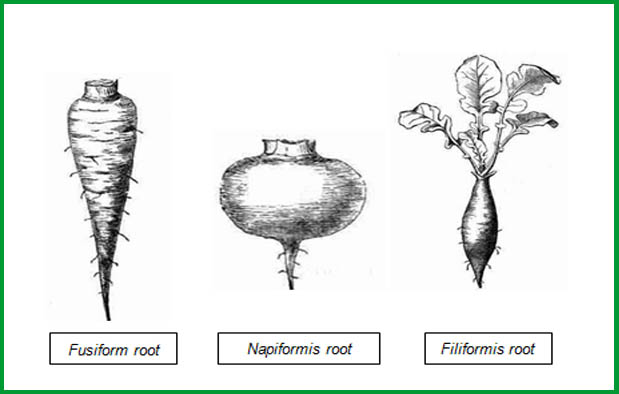 Akar Tunggang, Struktur, Proses Terbentuk, serta Jenis-Jenisnya - jbiologi