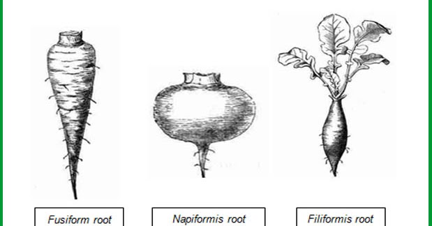 Akar Tunggang, Pengertian, Struktur, Proses Terbentuk, Contoh serta ...