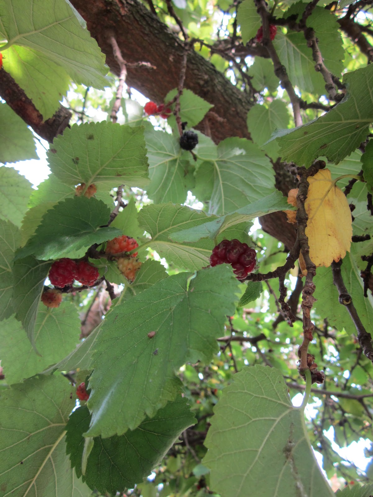 Tales from the Giantswood: "Here we go round the mulberry bush..."