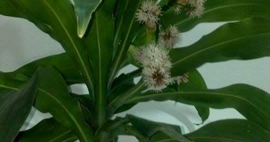 Diário de Rose : Peregun daqui de casa