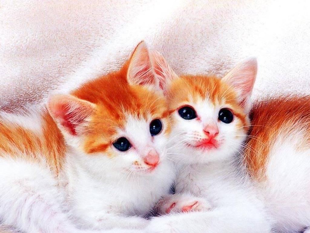 Beautiful Naughty Cats Wallpapers ~ Wallpapers, Pictures, Fashion ...