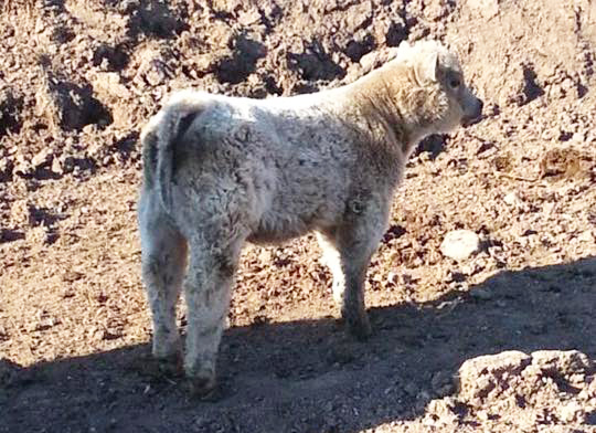 RCC Blog: Hi Ho Silver X Heat Wave(Black Jade) Heifer at Wimmler Show ...