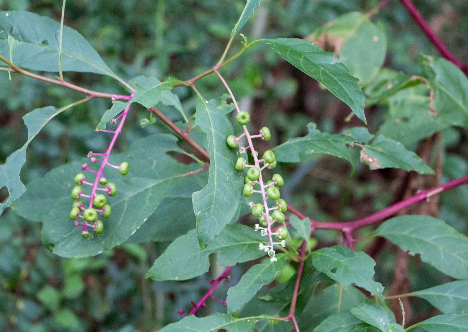 A Breath of Nature: Pokeberry