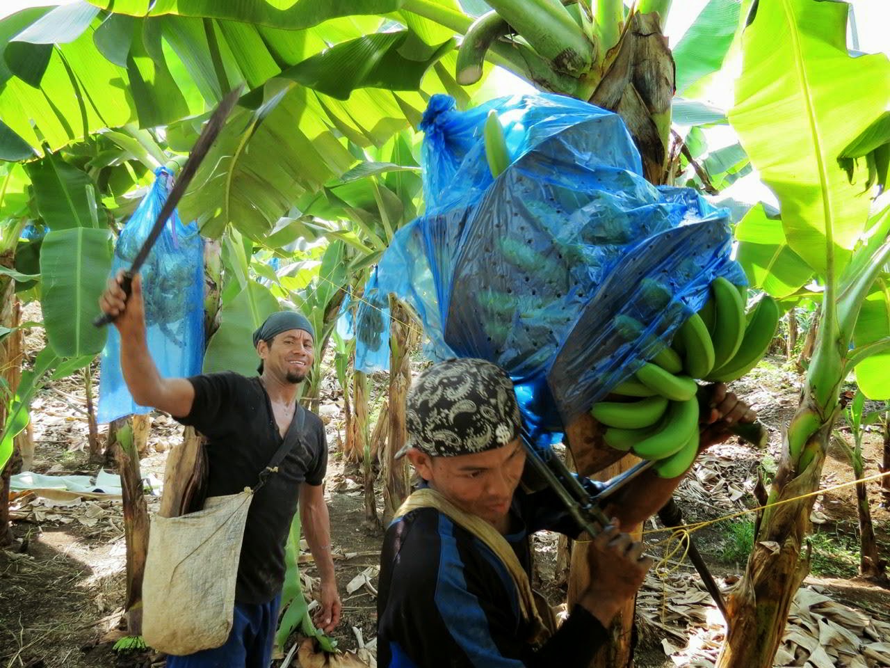 “Organizar a los trabajadores bananeros es una prioridad” - Agaton