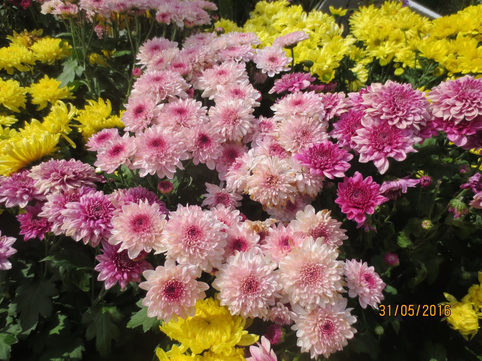 SAJE SUKA-SUKA: Floria 2016 - Bunga-bunga Kekwa pelbagai warna