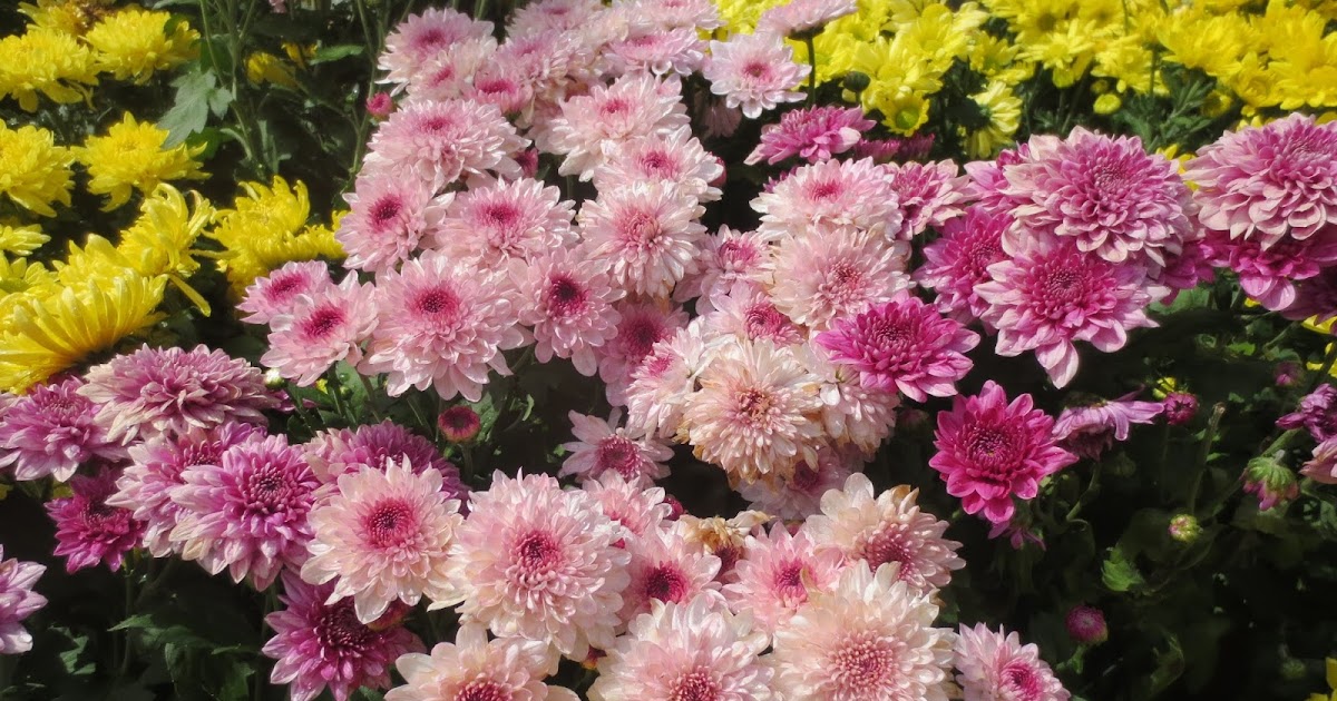 SAJE SUKA-SUKA: Floria 2016 - Bunga-bunga Kekwa pelbagai warna