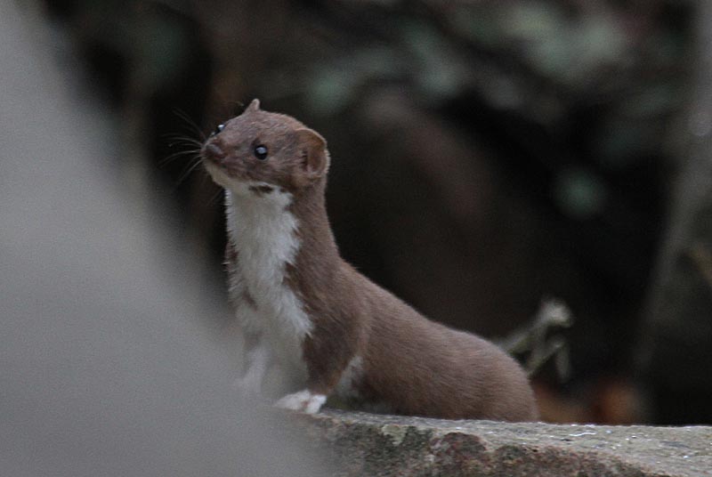 Bob the Birder: White fronted Geese and Flying Weasels