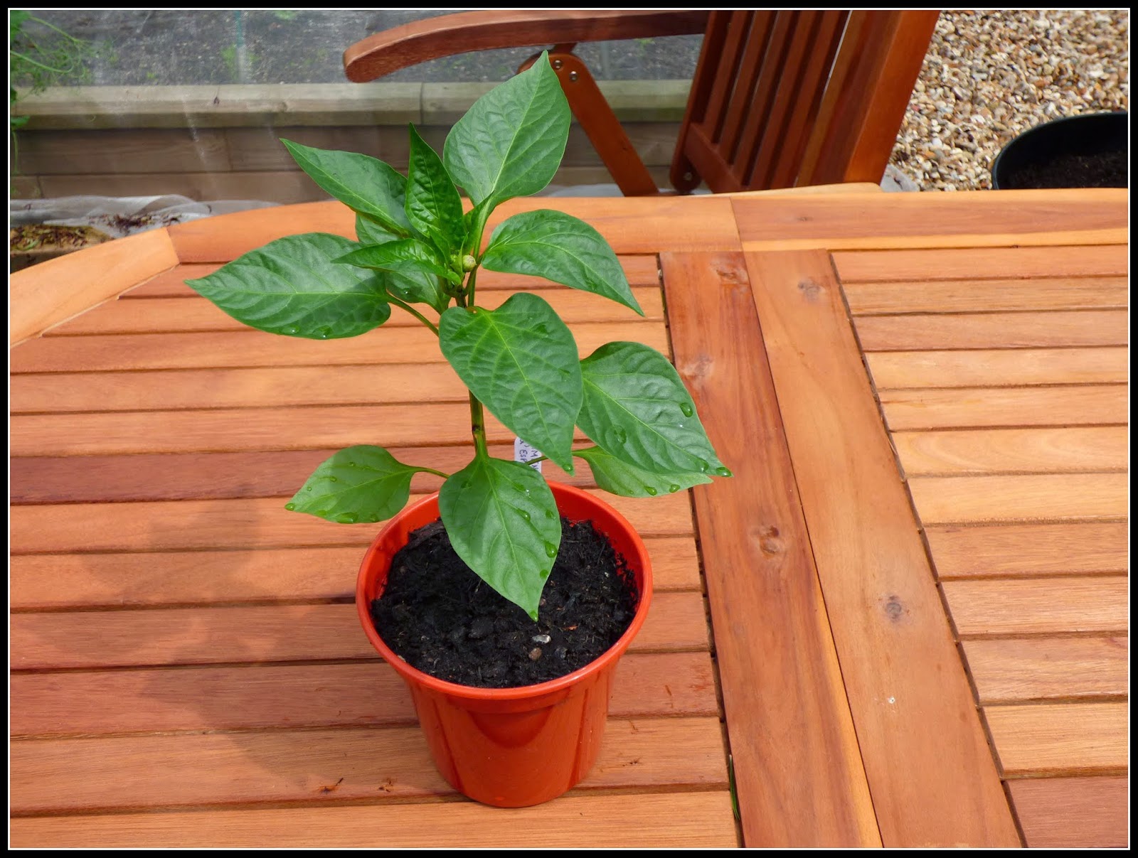 Mark's Veg Plot: Chilli update