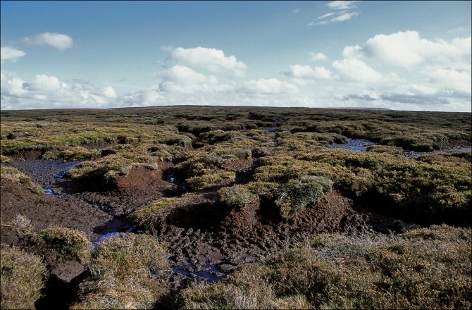 Peat Farming in Ireland: Peat-Land Animals