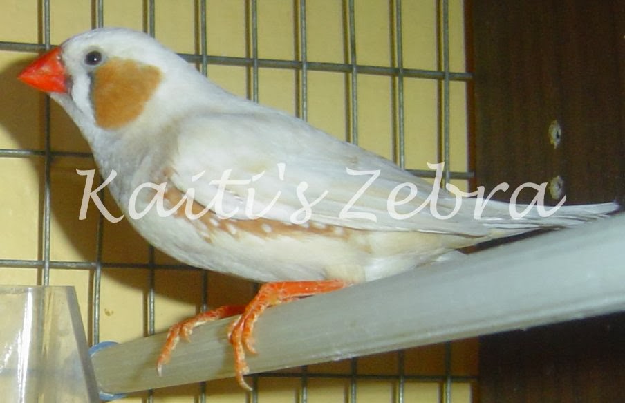 Zebra Breeding : Gallery