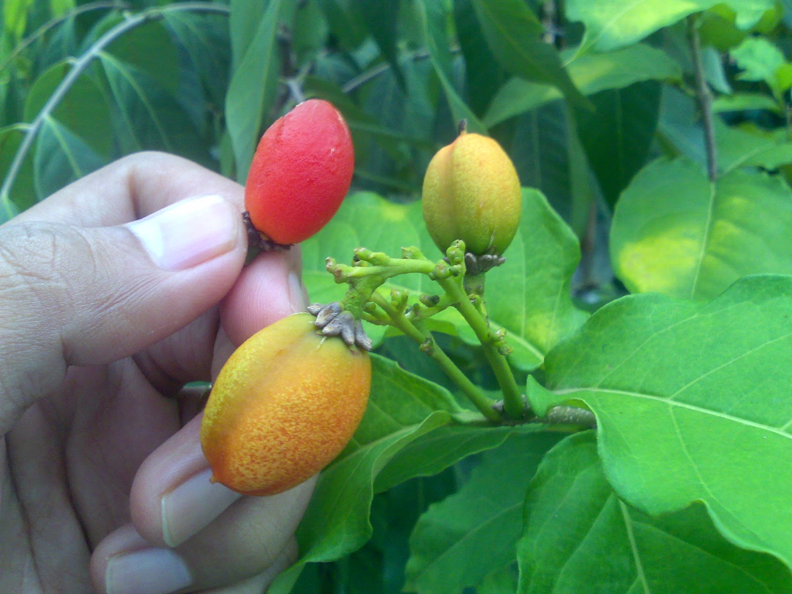 Dhelta Jual Bibit Buah: Kacang amazon