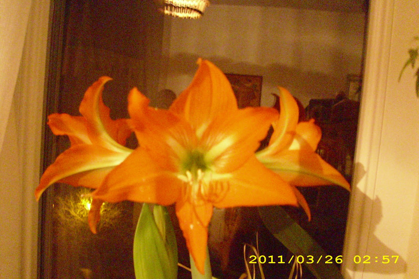 Sorin Frumuseanu Blog: flori de apartament