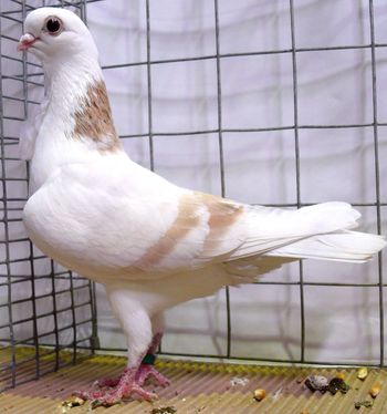 Italian Owl pigeon ( Cravattato Italiano ) - Pigeons fall