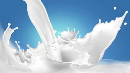 Juragan susu sapi asli: JUAL SUSU SAPI ASLI - SOLO | 08563719900