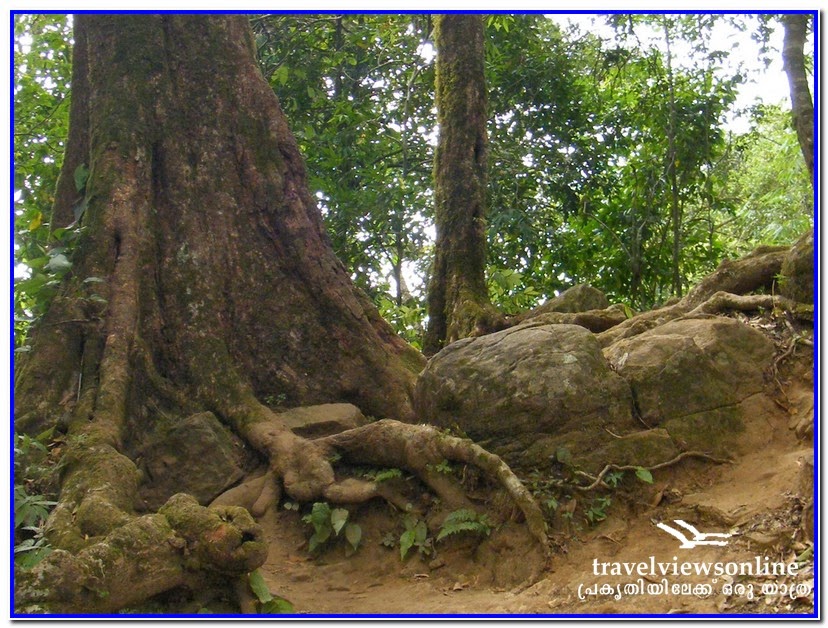 പ്രകൃതിയിലേക്ക് ഒരു യാത്ര (a travel towards NATURE): PULLUMEDU a unique ...