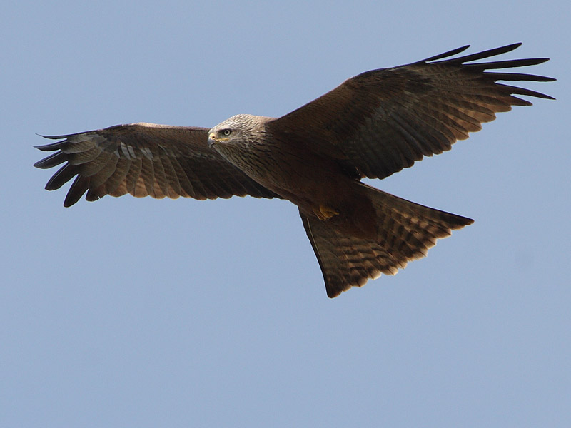 Hawk - Accipitridae