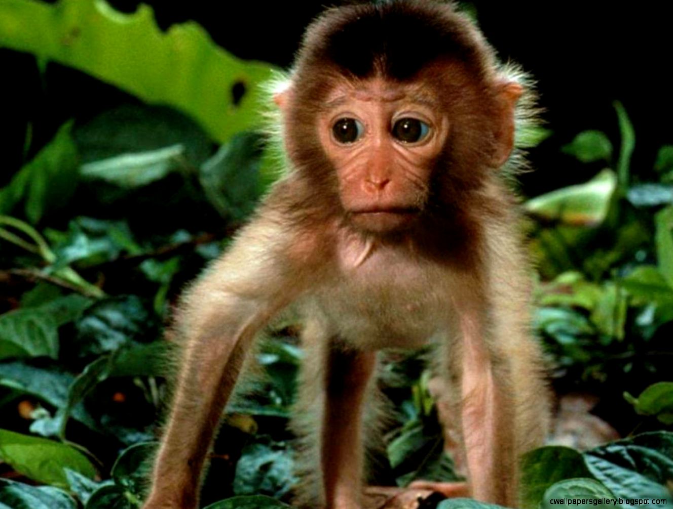 Real Jungle Animals Monkeys | Wallpapers Gallery