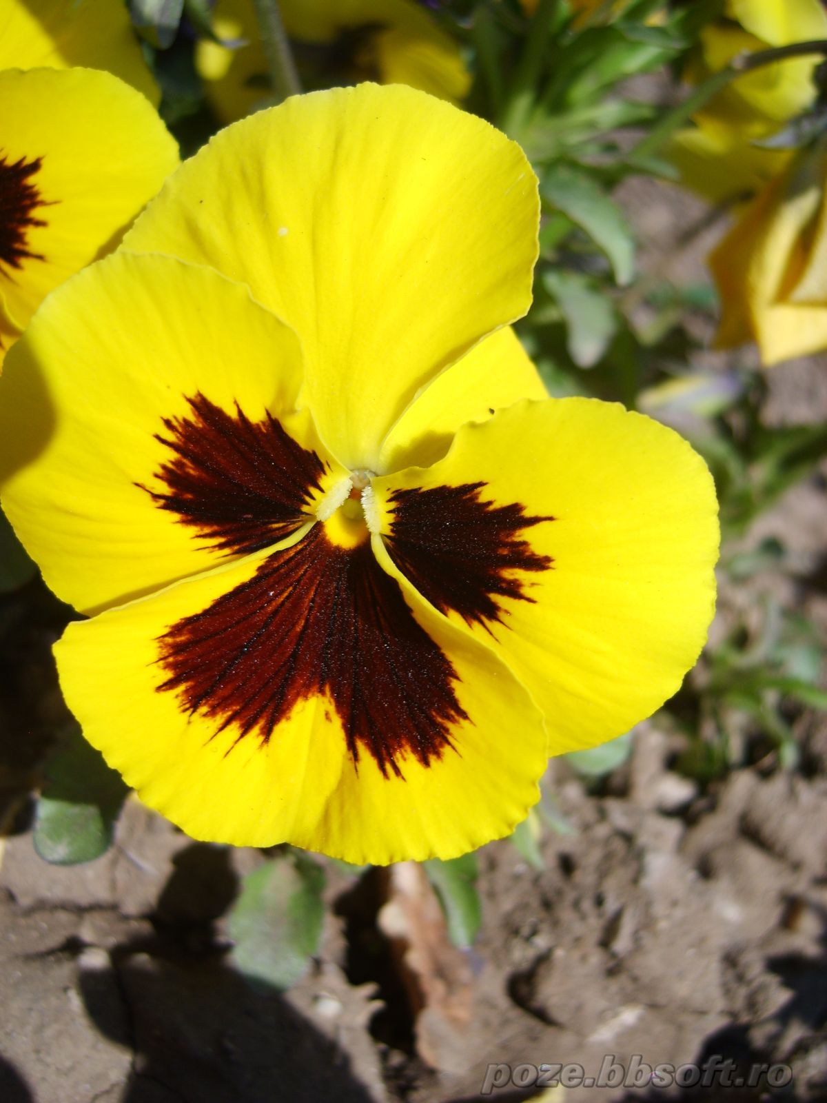 Handmade Creations: Panselute din gradina