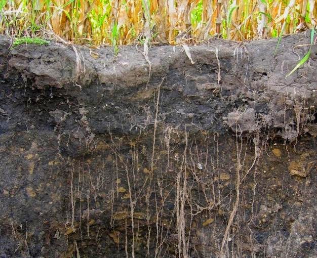 KING HUMUS PLUS: WHAT IS KING HUMUS PLUS?