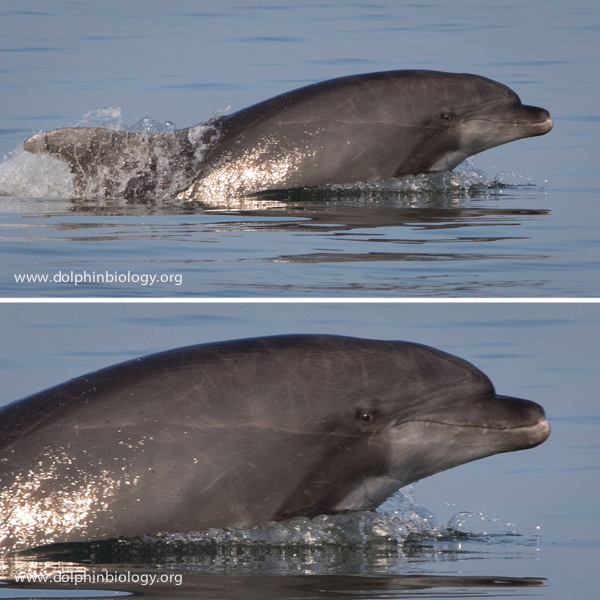 Dolphin Biology and Conservation: Scary look