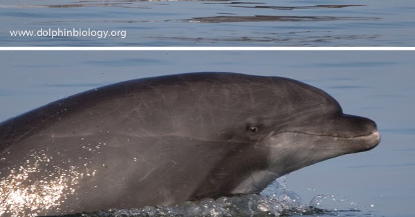 Dolphin Biology and Conservation: Scary look