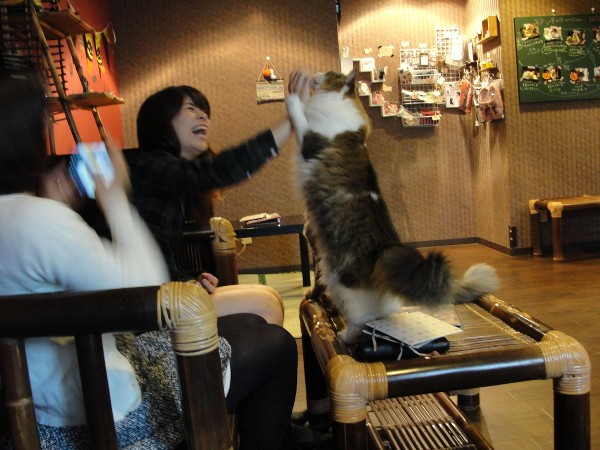 Malta & Gozo - Islands of Cats: Japan Saves Native Rabbits by Neutering ...