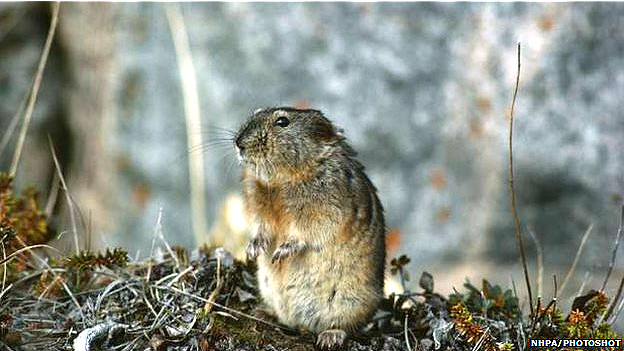 TIERRA DE DINOSAURIOS: Los roedores lemmings "se extinguieron cinco ...
