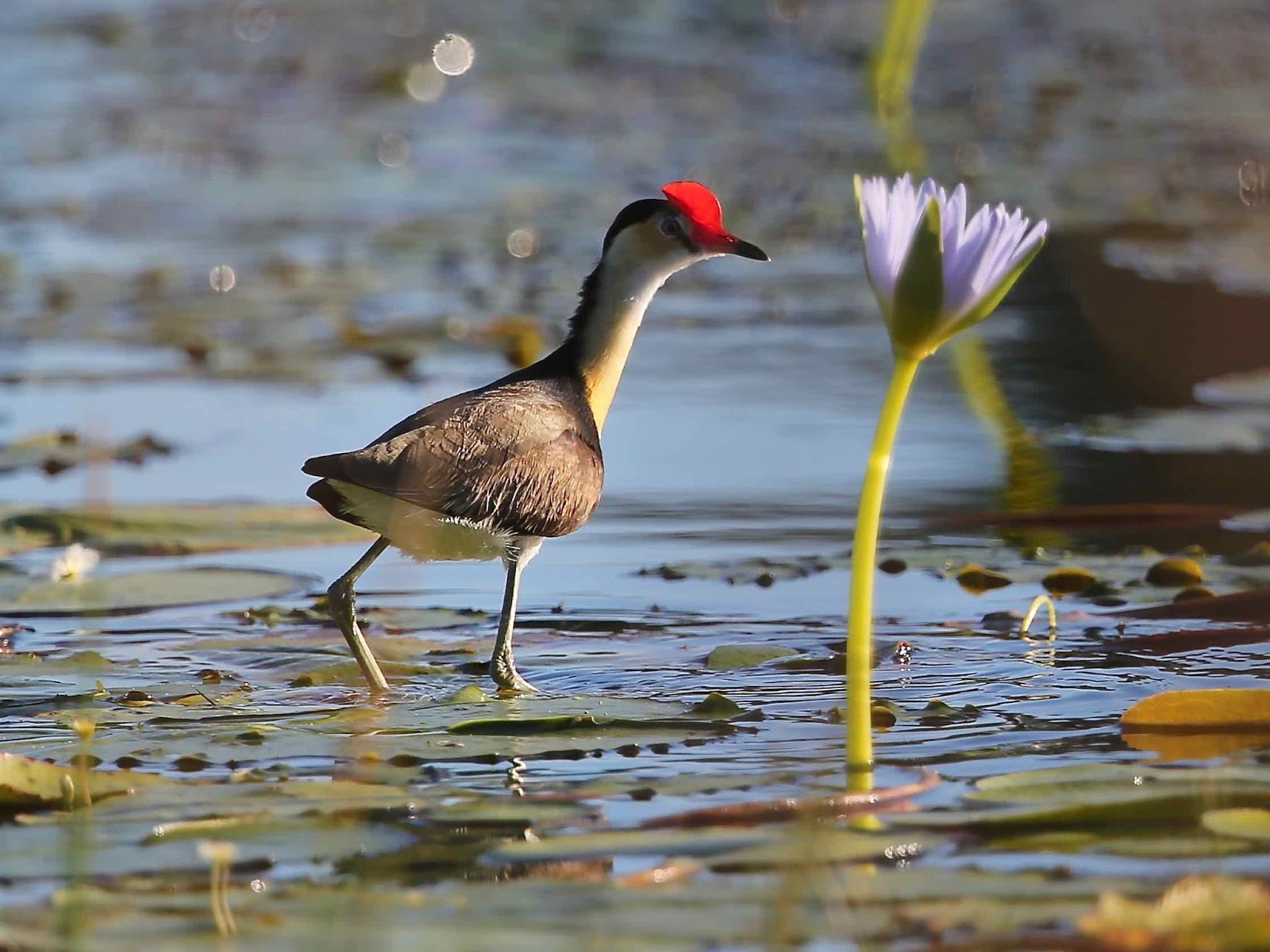 Avithera: Comb-crested Jacana