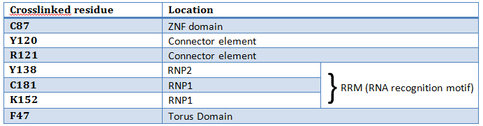 Cwc2 Structure Decoded: Cwc2 is a multipartite RNA-BP