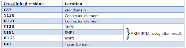 Cwc2 Structure Decoded: Cwc2 is a multipartite RNA-BP