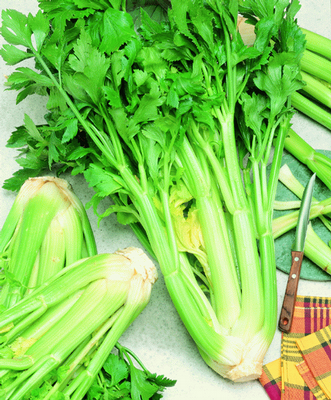 EL RINCÓN DE HIPÓCRATES: EL APIO (Apium Graveolens)