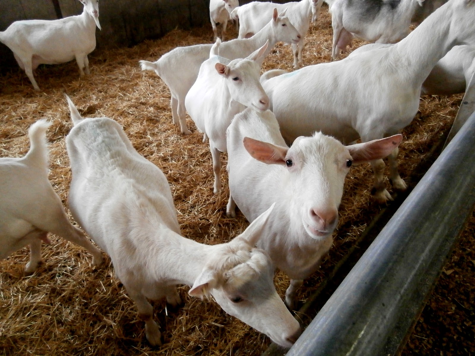 Dairy Goat Farming: Housing