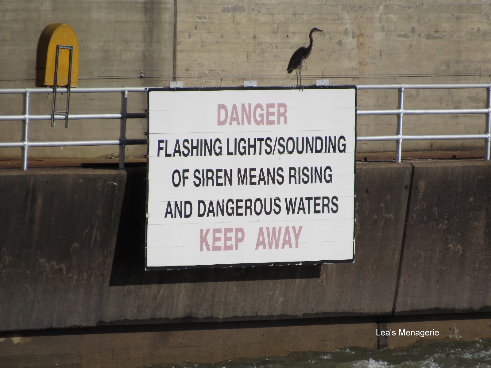 Lea's Menagerie: Pickwick Dam, January 29, 2019