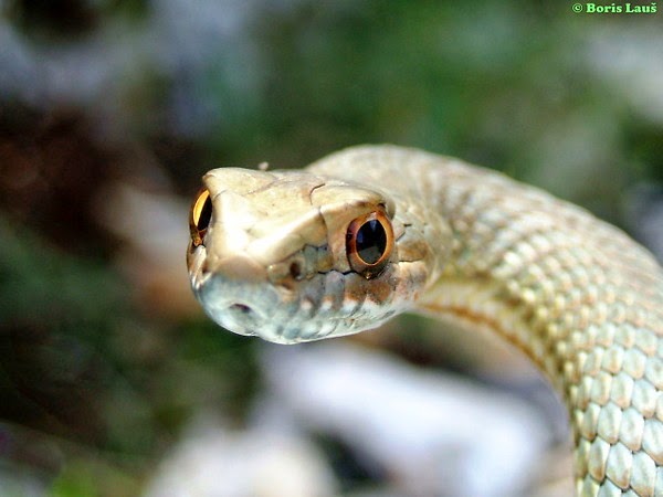 Nacionalni parkovi u Republici Hrvatskoj: Životinje.. :D