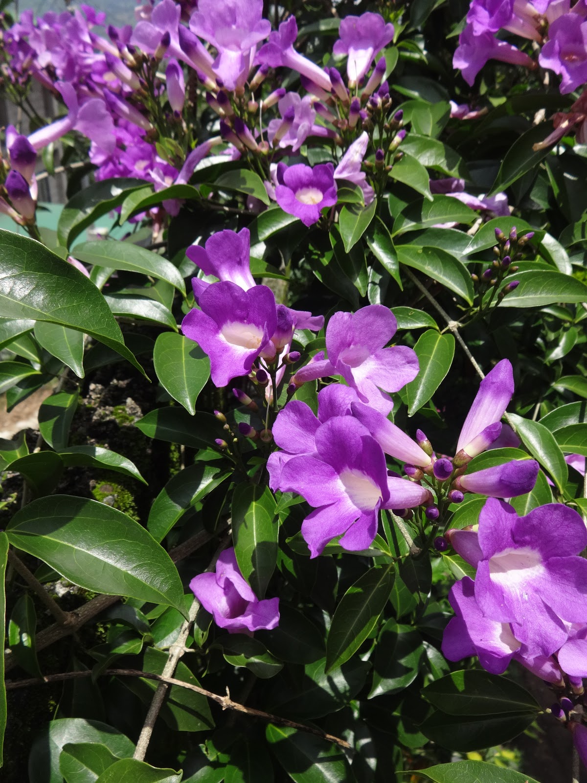 Herbs from Distant Lands: Garlic Vine, Ajos Sacha - Mansoa alliacea ...