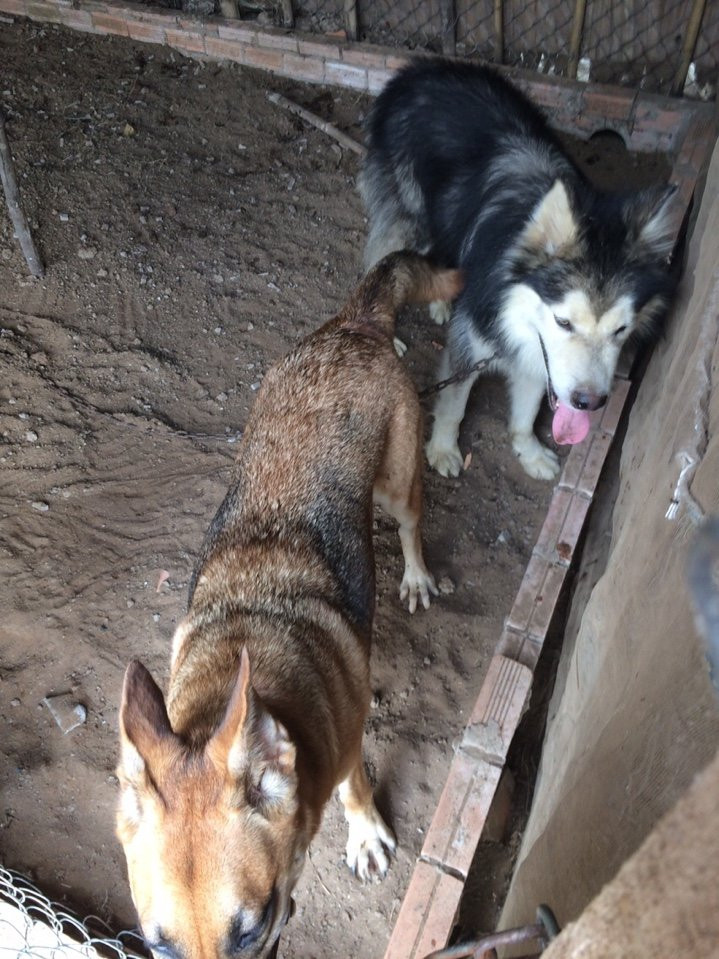 Bán chó con, Bán chó con tại Cần Thơ, Bán chó con giá rẻ: Bán chó con ...