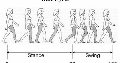 fisioterapi: POLA JALAN NORMAL