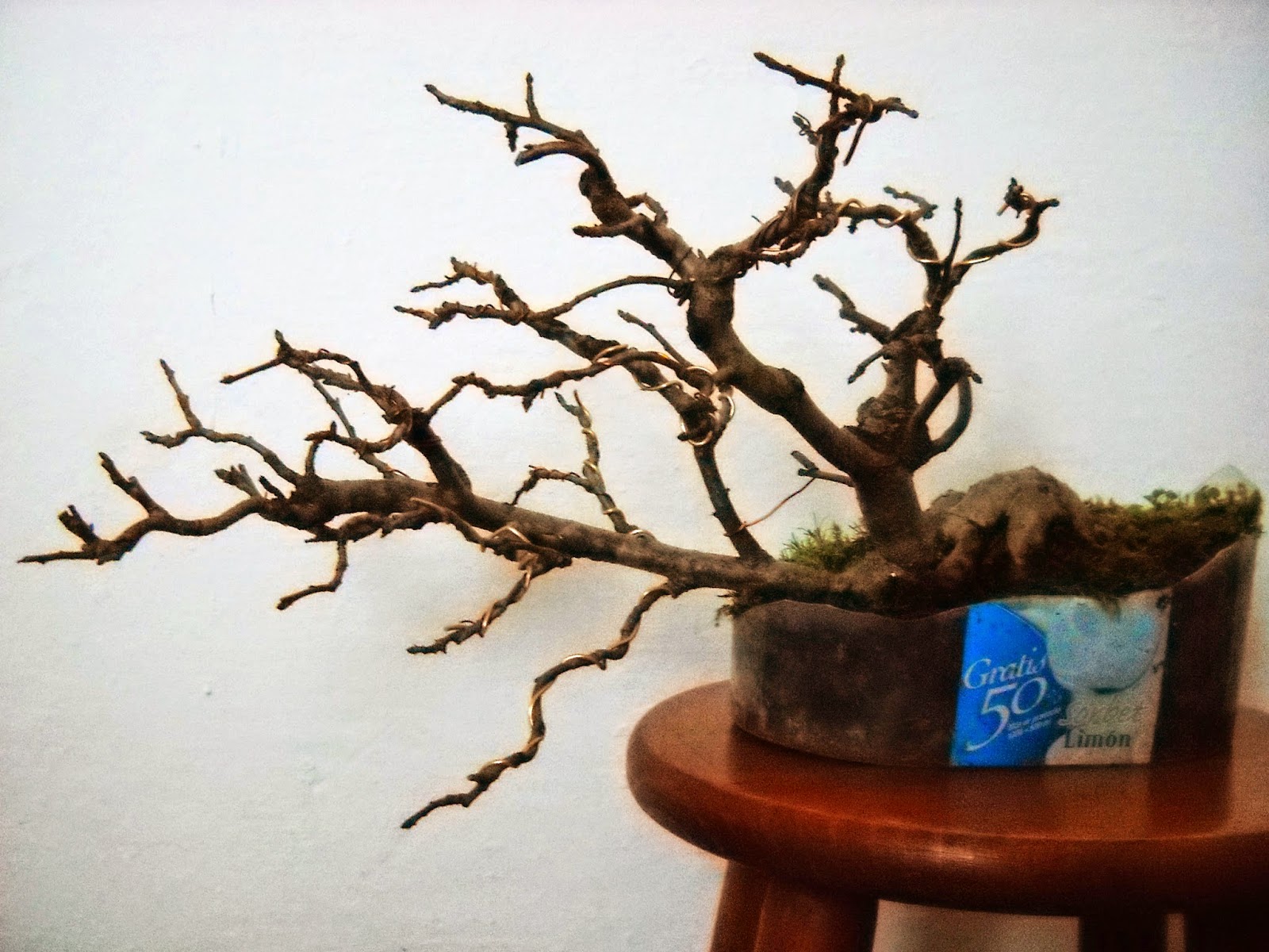 Chián bonsai: Manzano común