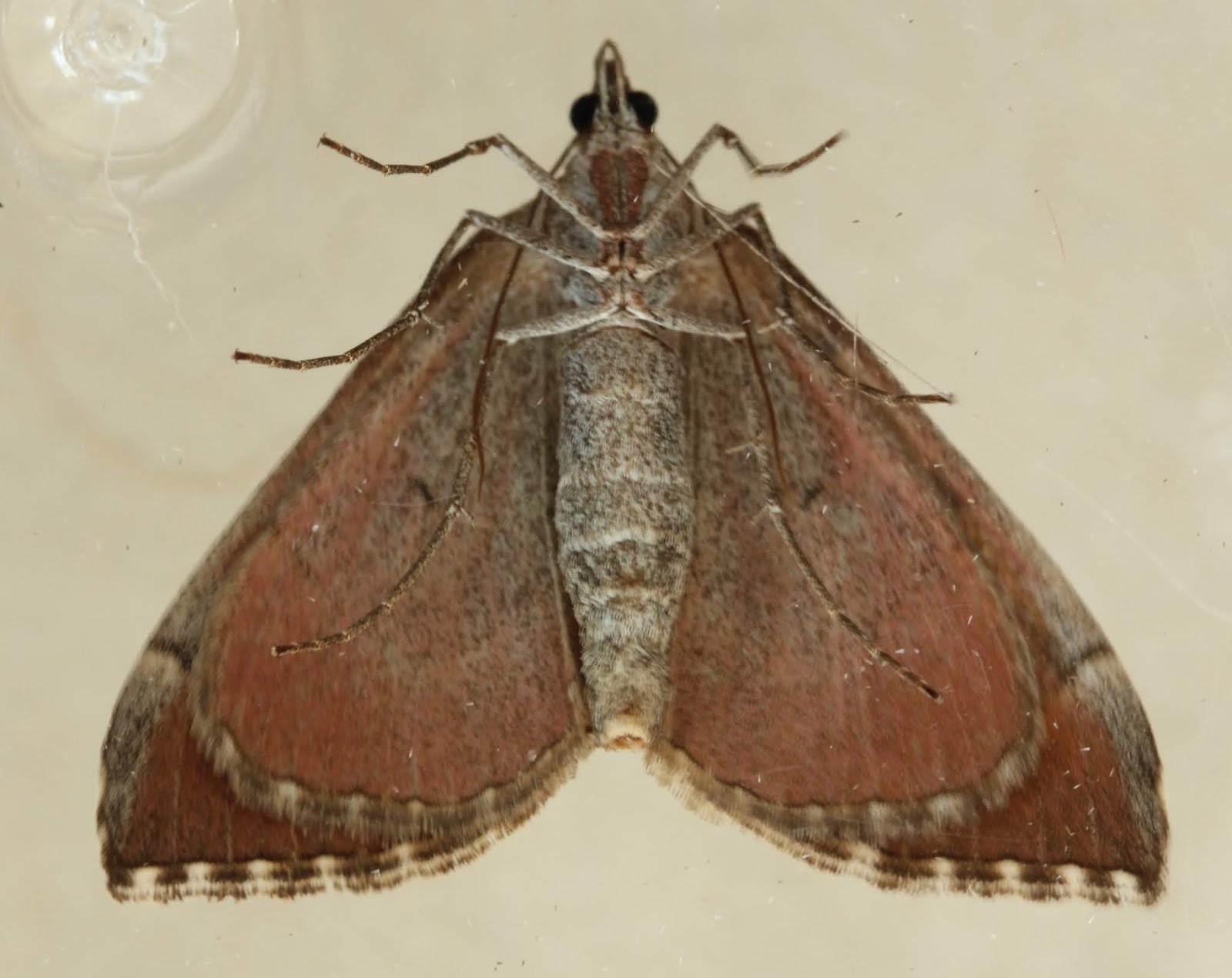 Ceredigion Moths: Treble-bar